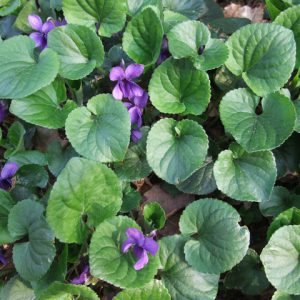 Veilchen, Wohlriechendes – Viola odorata - Kräuterkiste
