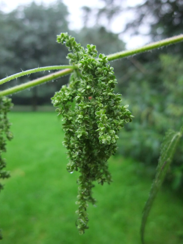 Rezept für Brennesselsnack - Aug./Sept. - Kräuterkiste